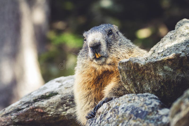 Marmot portrait stock photo. Image of puppy, spring - 171457542