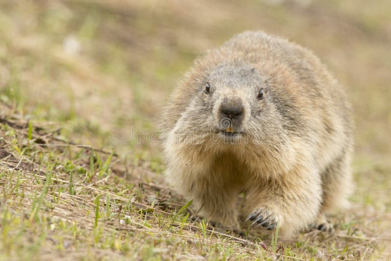 Marmot portrait stock image. Image of head, grass, wild - 35845731