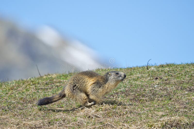 Marmot While Running On The Snow Stock Photo - Image of mammal, head ...