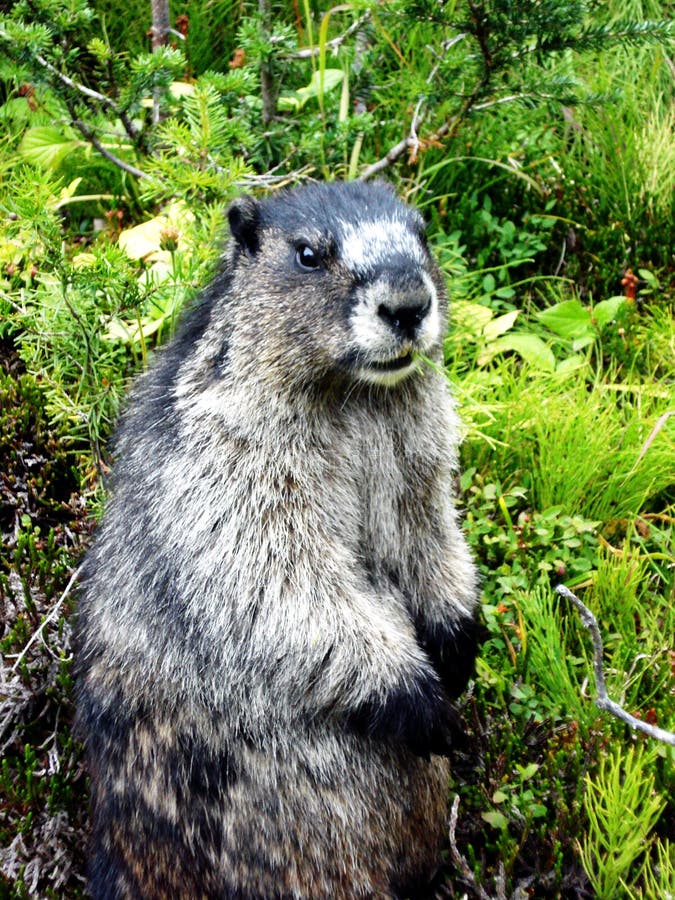 Marmot posing stock image. Image of grass, marmot, gopher - 3849279