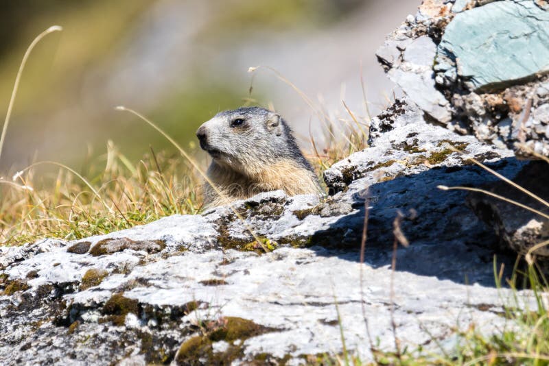 Marmot Posing from the Alps Stock Photo - Image of burrows, alps: 127415392