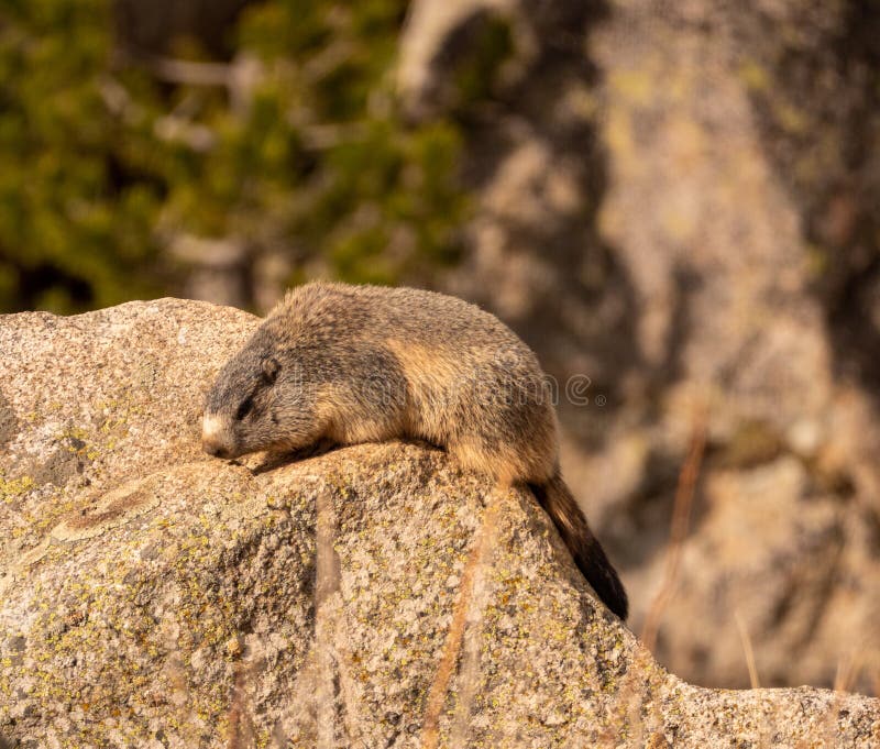 A marmot resting on a rock stock photo. Image of animals - 196075514