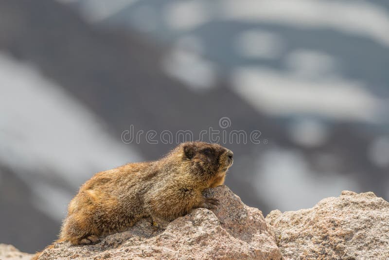 Marmot on Resting on a Rock Stock Image - Image of bellied, cute: 95625219