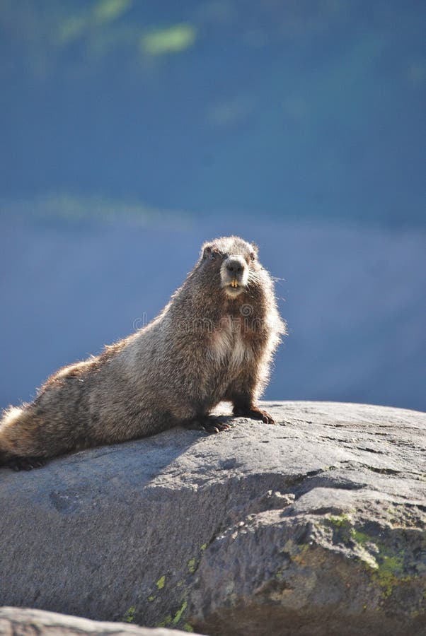 Yellow Bellied Marmot stock photo. Image of mammal, female - 53881968