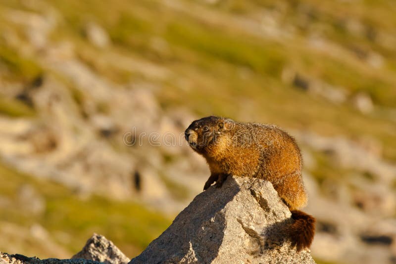 Yellow Bellied Marmot stock photo. Image of mammal, female - 53881968