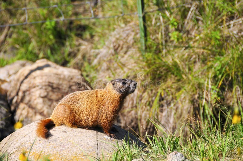Marmot stock image. Image of bellied, rocks, yellowbellied - 29972655
