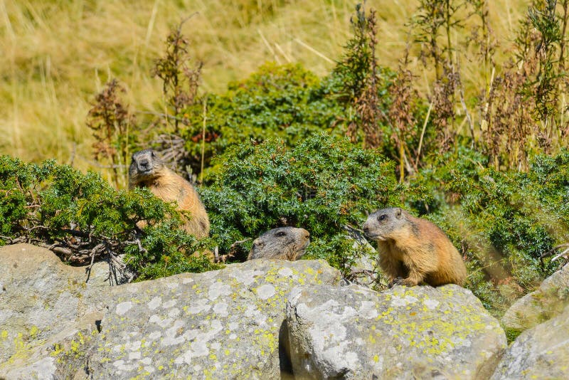 3 Groundhogs Sitting on a Rock Stock Photo - Image of wilderness, brown ...