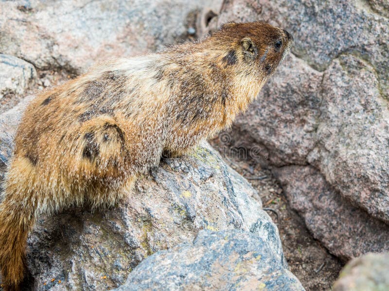 Marmot among the rocks stock image. Image of rocks, brown - 128466879