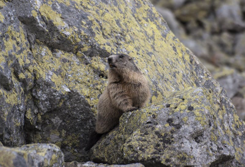 Marmot on the rocks. Tatry stock photo. Image of rock - 81499864