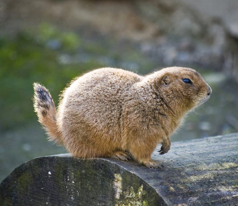 Round Marmot Strolls through Sub-alpine Meadow in Washington State ...