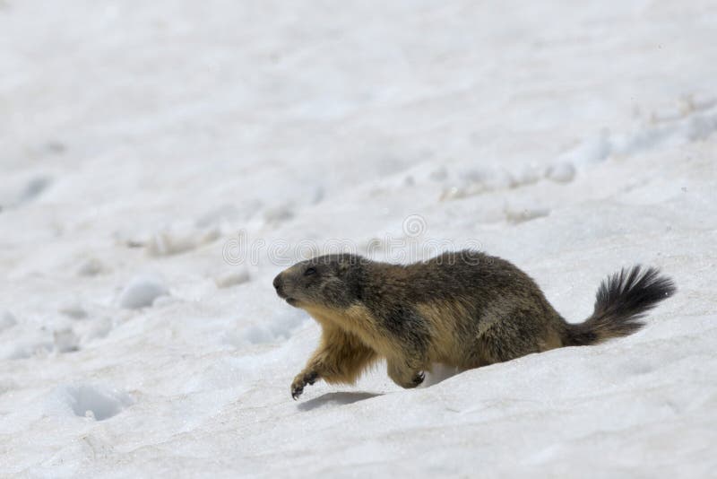 Marmot while Running on the Snow Stock Photo - Image of head, close ...