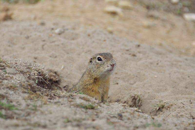 Marmot in sand stock image. Image of burrow, wildlife - 147810487