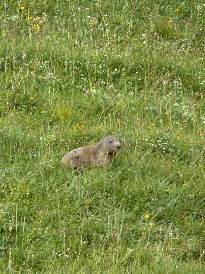 Marmot at Schildenstein Mountain, Bavaria, Germany Stock Photo - Image ...