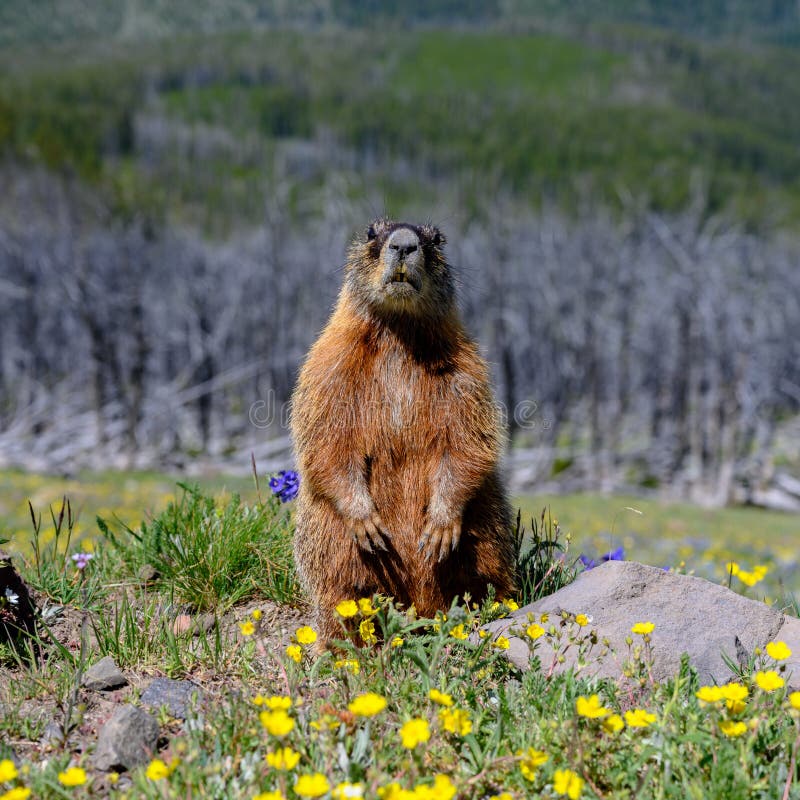 Marmot Sits Up and Looks Toward Camera Stock Photo - Image of national ...