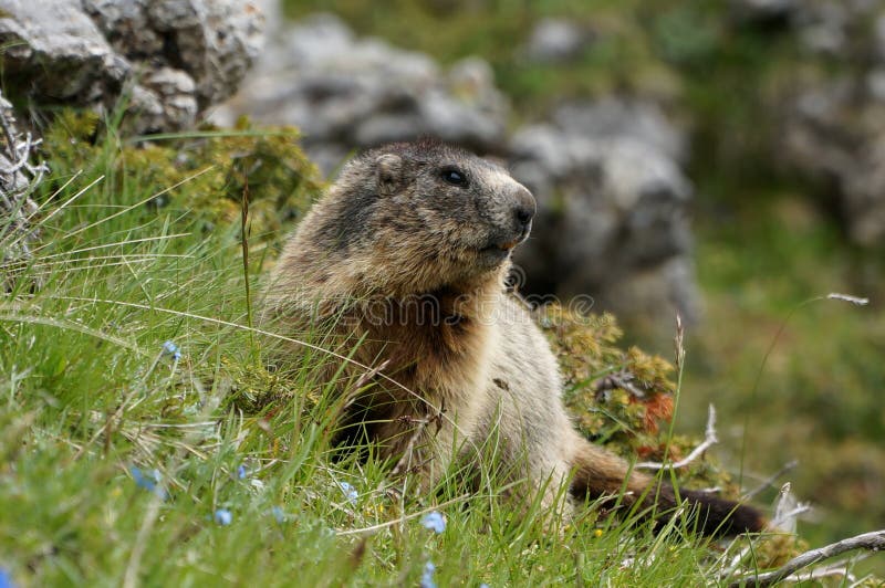 Marmot Sitting in the Grass Stock Photo - Image of adventure, dolomit ...