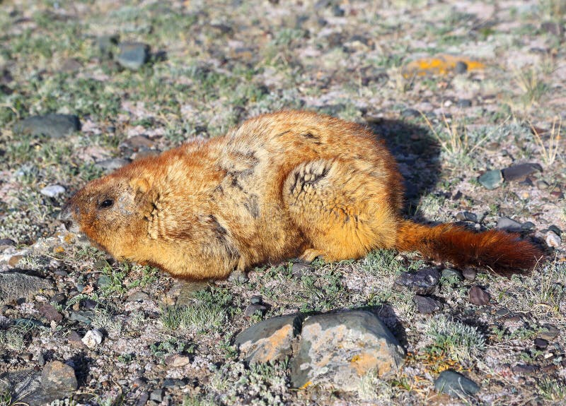 Marmot sitting on rocks stock photo. Image of rodent - 56323780
