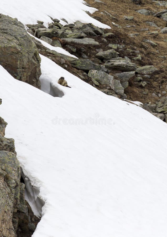 A marmot in the snow stock image. Image of mountain - 192370141
