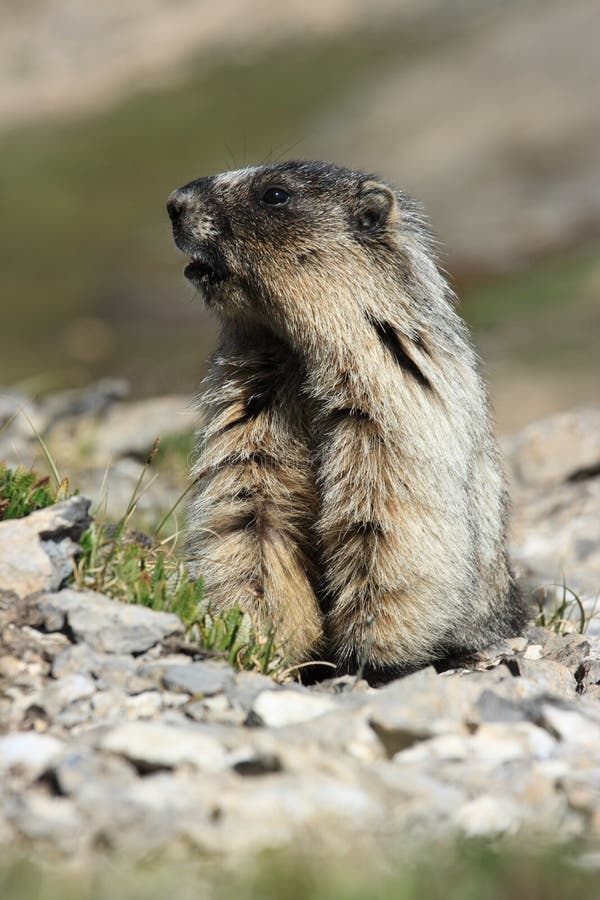 Marmot almost Standing stock image. Image of hoary, summer - 10922709