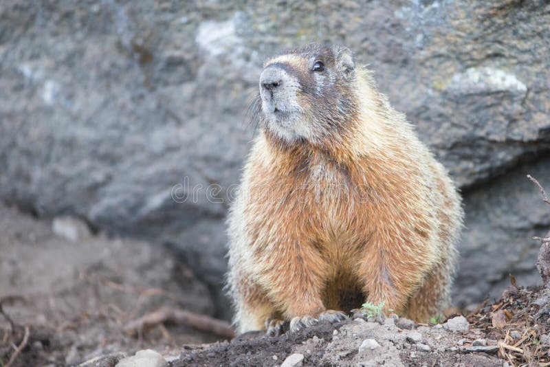Marmot Standing Alert at Rock Base Stock Photo - Image of mountain ...