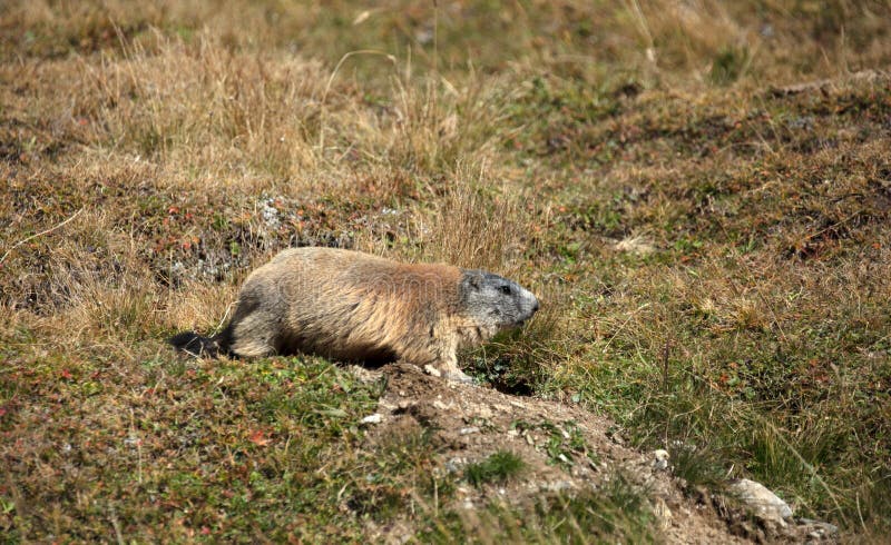 Marmot standing guard stock photo. Image of mormotini - 186002980