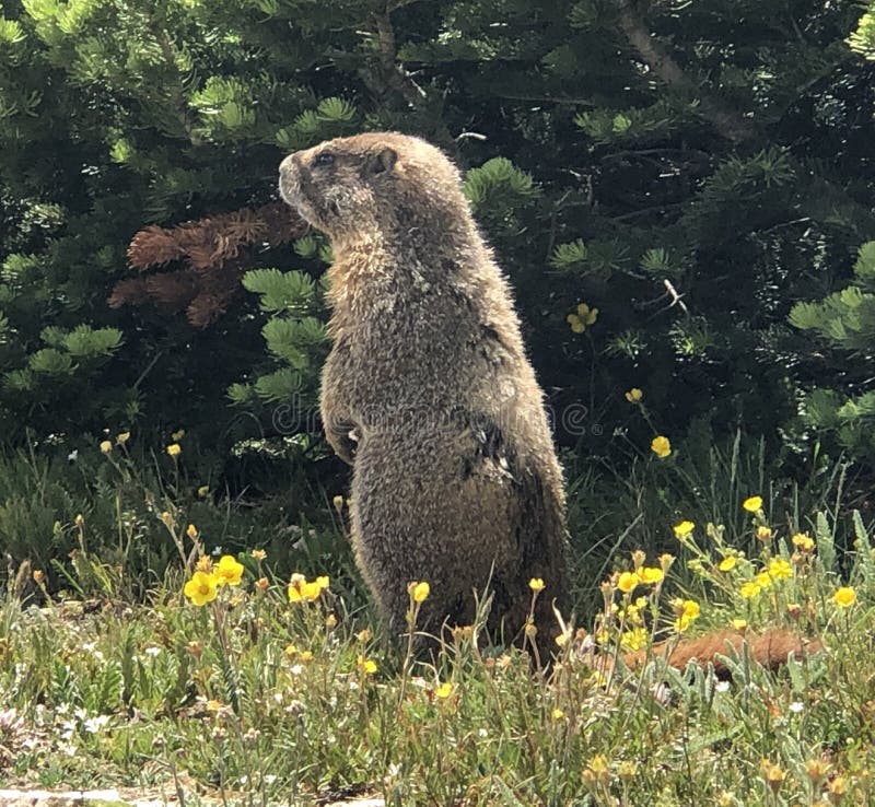 Marmot stock image. Image of animal, nature, legs, standing - 191747341