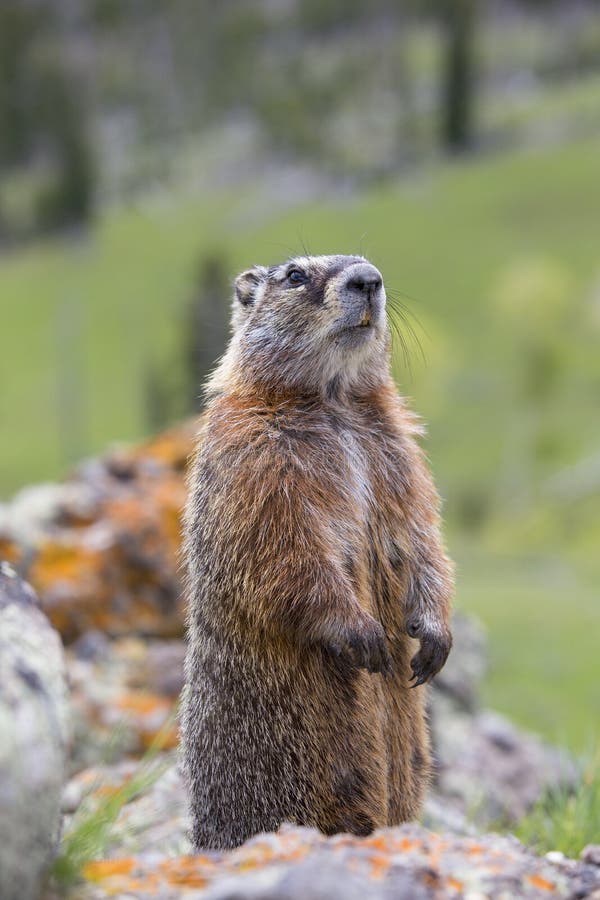Standing Marmot Ready To Whistle Stock Image - Image of danger, eyes ...