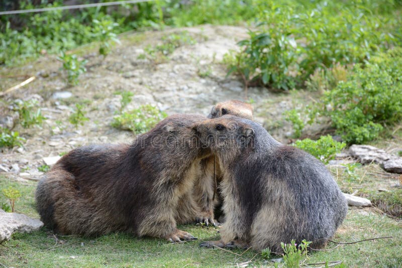 Marmot stock image. Image of marmots, rodent, sciuridacopy - 44028279