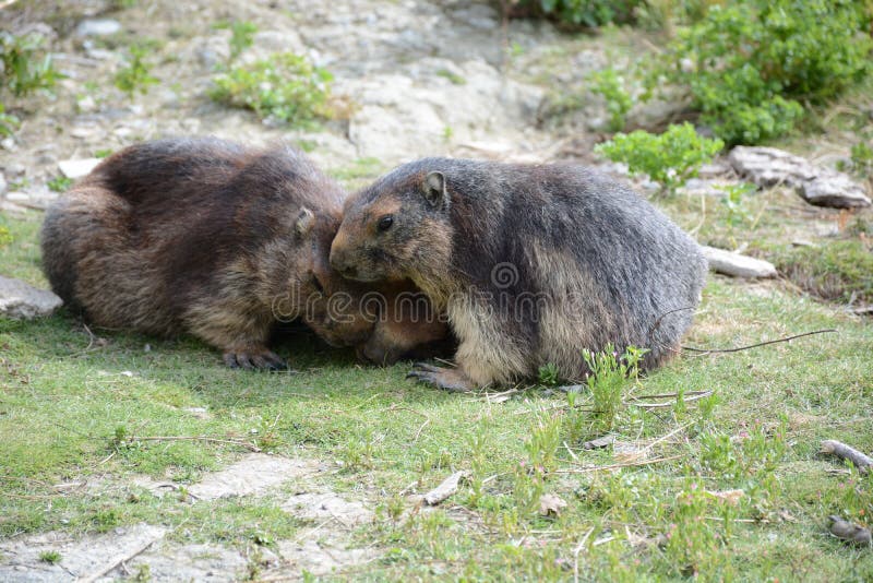 Marmot stock image. Image of sweetness, wildlife, snout - 44028285
