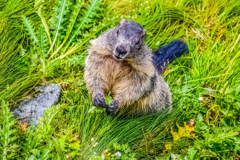 Marmot watching curious stock photo. Image of ground - 126769690