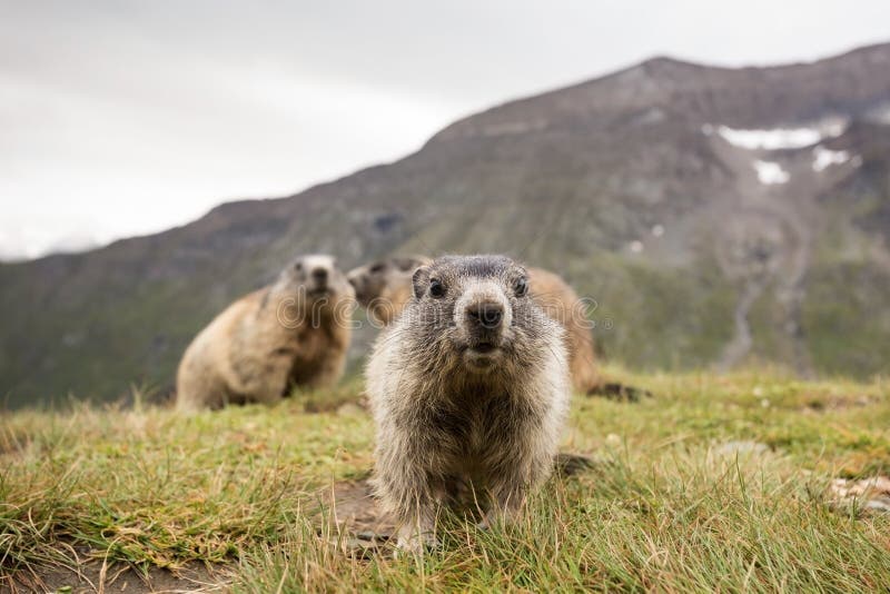 Two Young Marmots stock photo. Image of north, yellow - 20730114