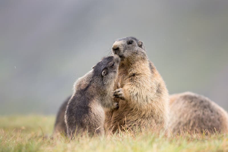 Two Young Marmots stock photo. Image of north, yellow - 20730114