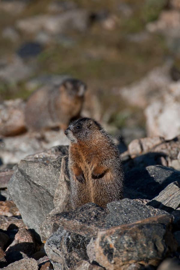 Young Marmot on Alpine Meadow Stock Image - Image of field, alpine ...
