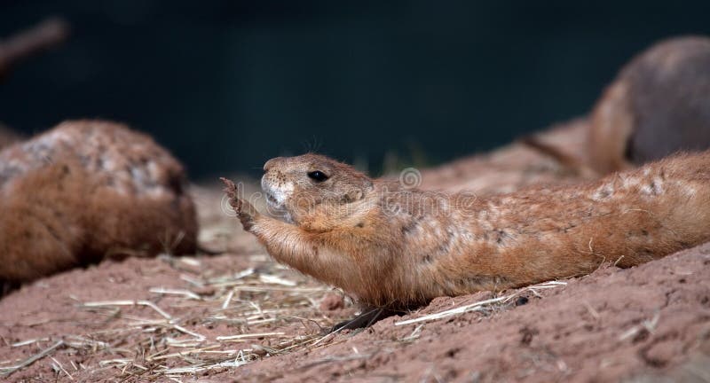Marmota De Pradera De Cola Negra Foto de archivo - Imagen de negro ...