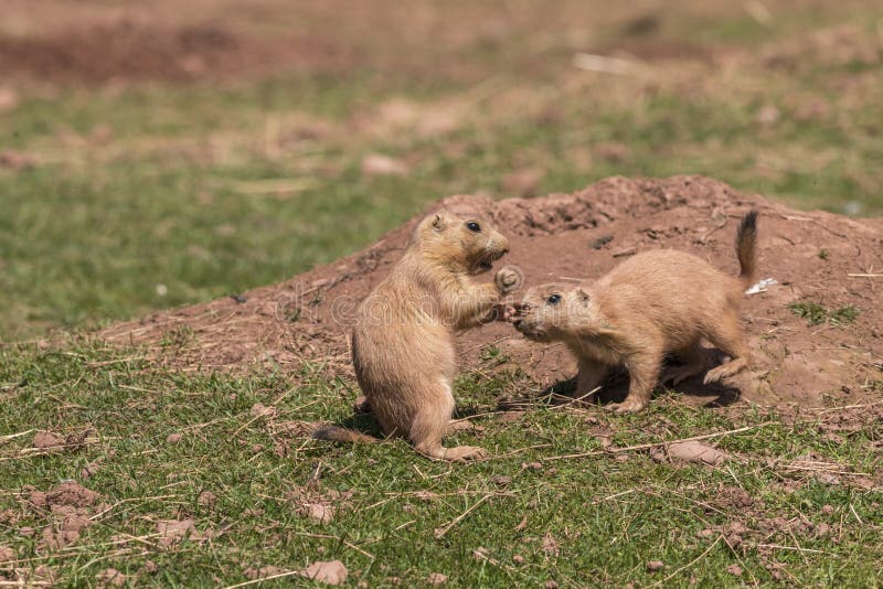 Marmota De Pradera De Cola Negra Foto de archivo - Imagen de ojos ...