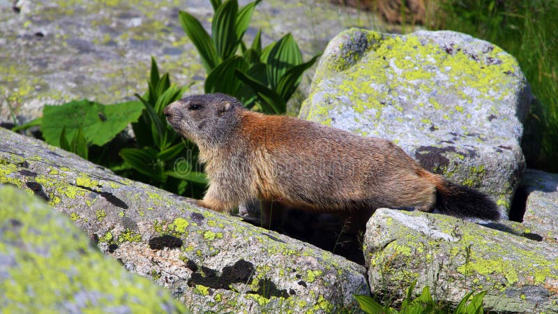 Marmota De Bebé En Nat Glaciar De Hábitat Alpino. Parque Montana Imagen ...