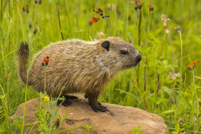 Marmota Joven Marmox De La Marmota Que Sostiene La Zanahoria Foto de ...