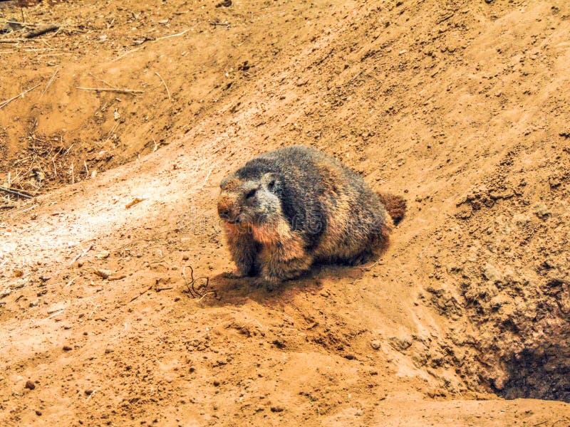 Marmota En El Suelo. Marmota Monax Imagen de archivo - Imagen de ...