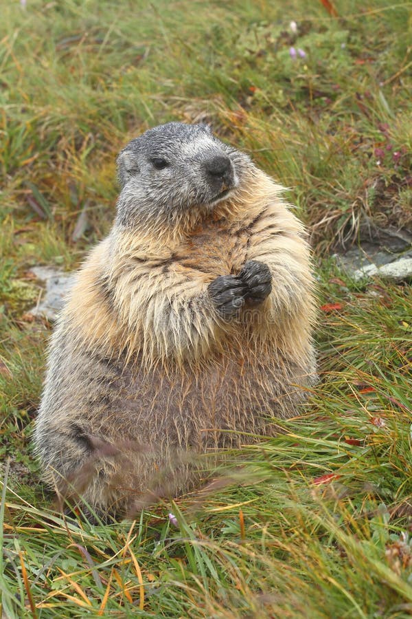 Marmota gorda foto de stock. Imagem de animal, outro - 78941484