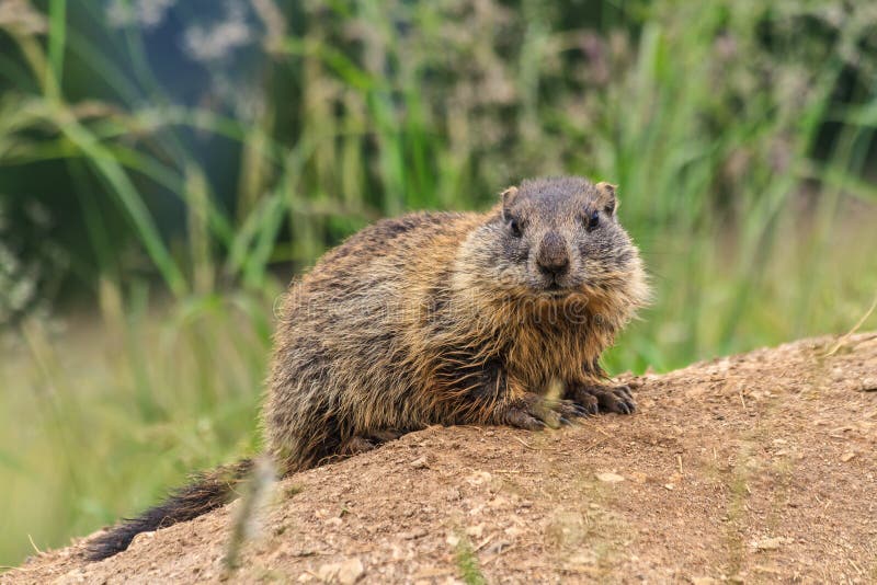 777 Marmota Del Bebé Fotos de stock - Fotos libres de regalías de ...