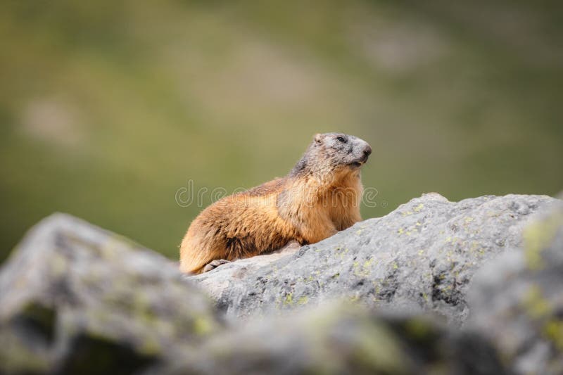 Marmota Marmota Latirostris Atop a Large Rock in a Park Setting Stock ...