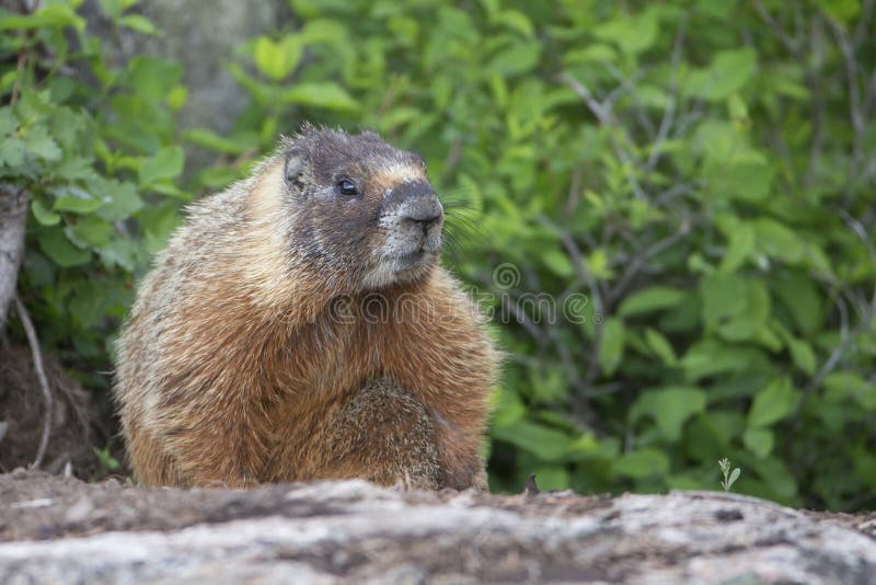 Marmota gorda foto de stock. Imagem de fofofo, fattest - 78941484