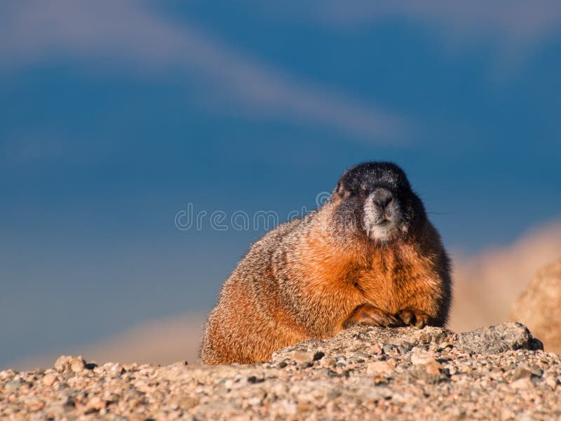 Marmota En La Cima Del Mt Evans Imagen de archivo - Imagen de cola ...