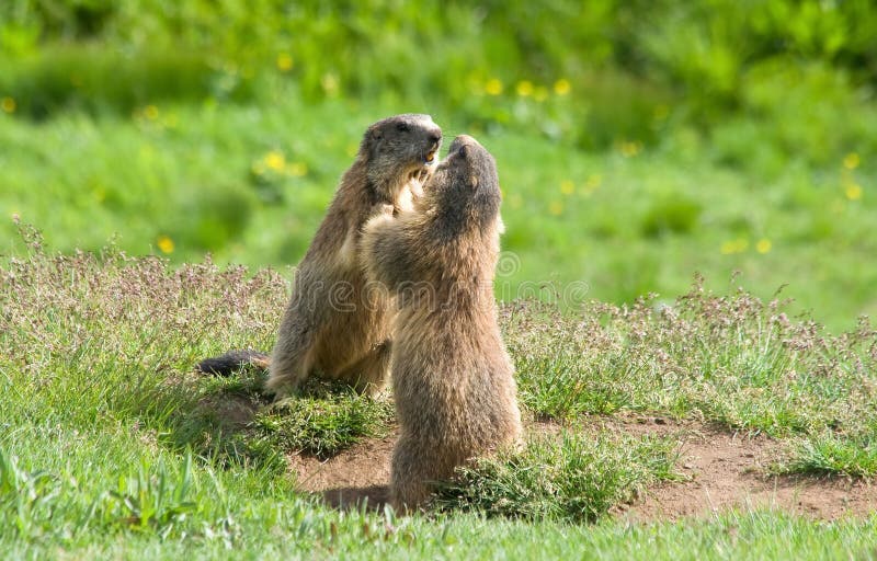 Marmots stock photo. Image of fauna, animal, brown, mammal - 10592014