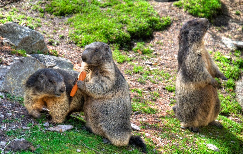 Two Young Marmots stock photo. Image of north, yellow - 20730114
