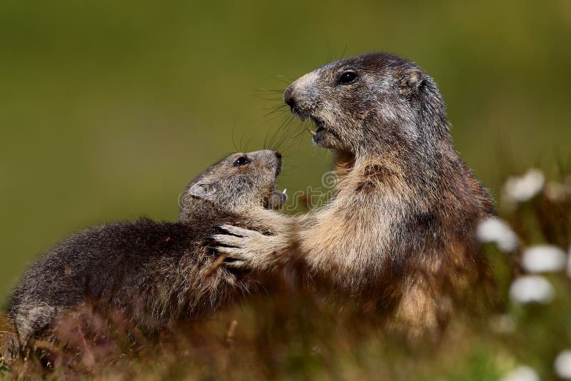 Two marmots stock photo. Image of looking, alert, montagna - 10804792
