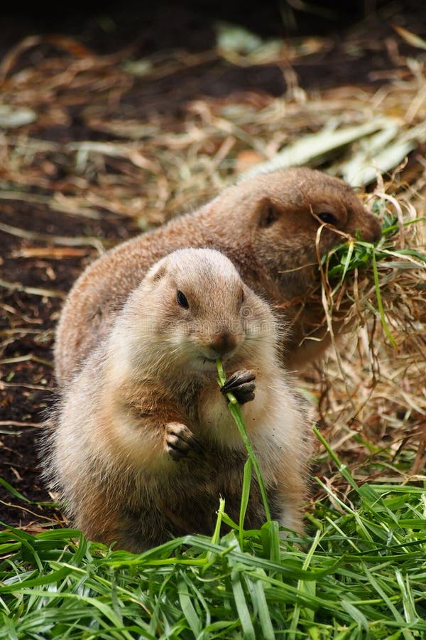 Two Large Marmots Sit on Top of Large Stone in the Fog Stock Image ...