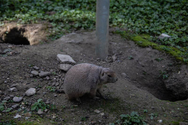Marmots Scurry Back and Forth Stock Image - Image of nature, rodents ...
