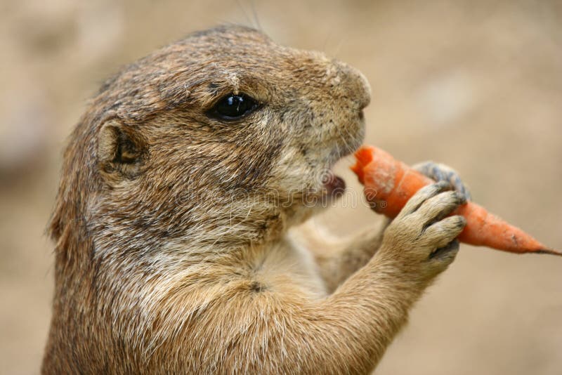 Marmotta che mangia carota immagine stock. Immagine di marmot - 968197