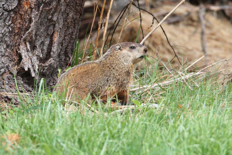 Marmotta (monax Del Marmota) Immagine Stock - Immagine di animale, nave ...