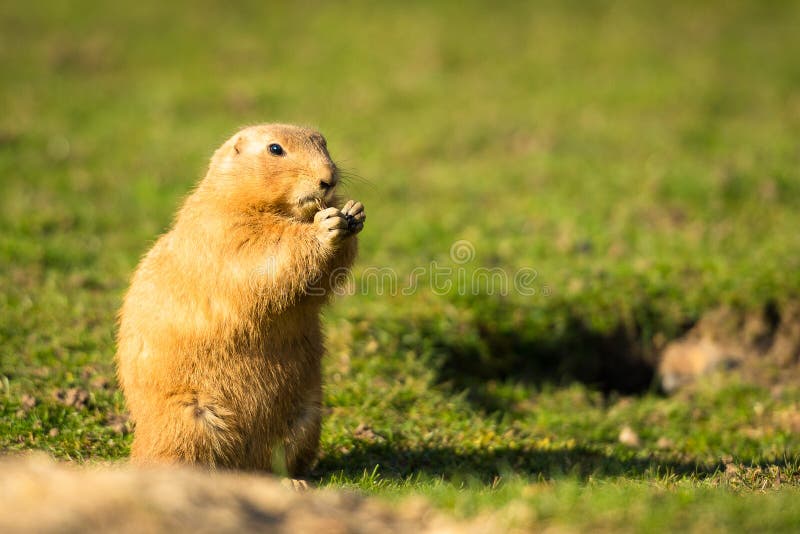 Marmotta che mangia carota immagine stock. Immagine di mammifero - 968197